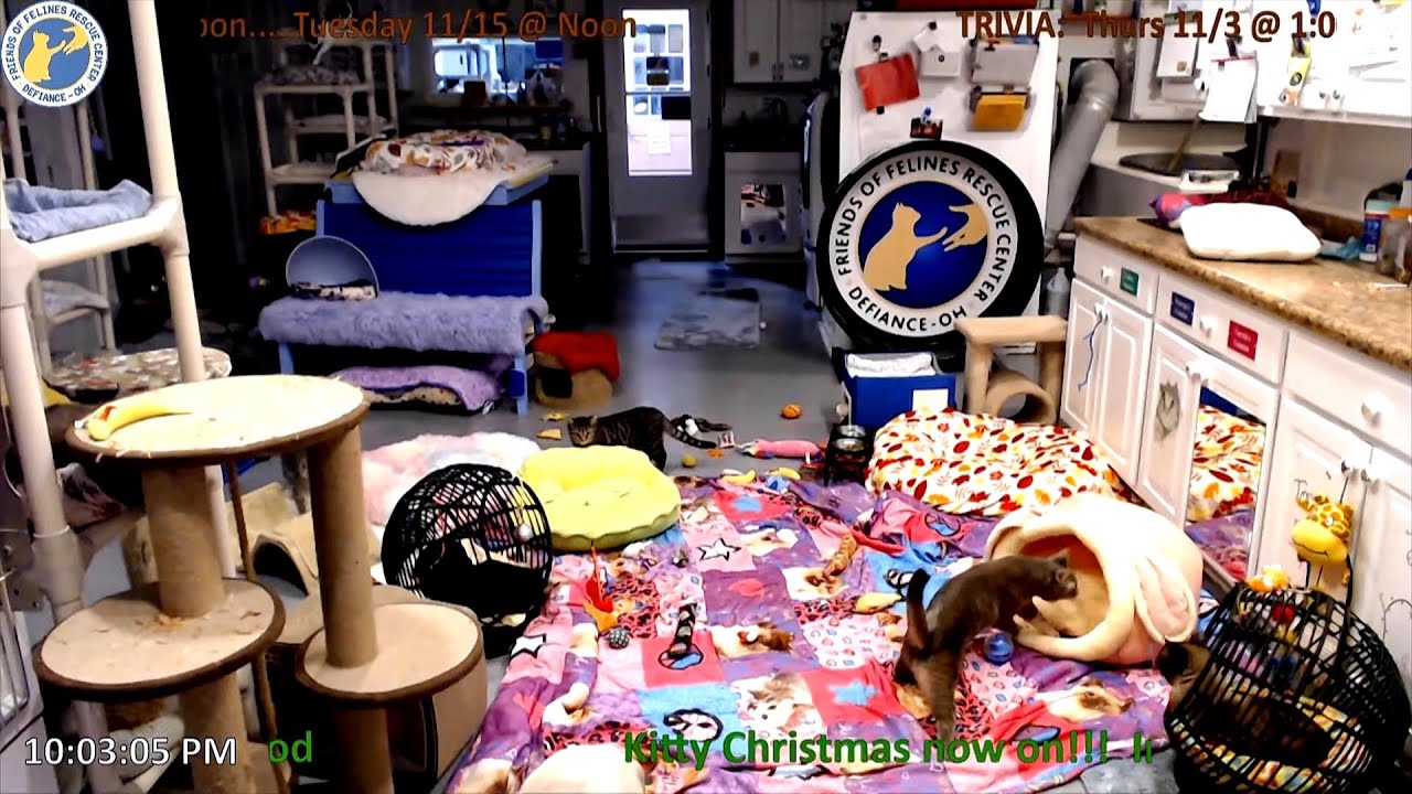 StripeyD's - Alma Goes Bed Hopping 11-02-2022 --- Friends of Felines ...