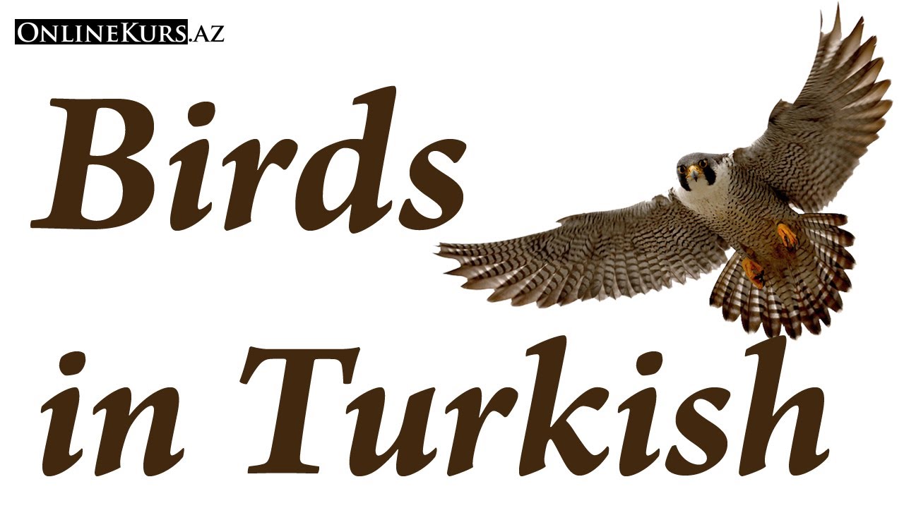 Birds in Turkish - YouTube