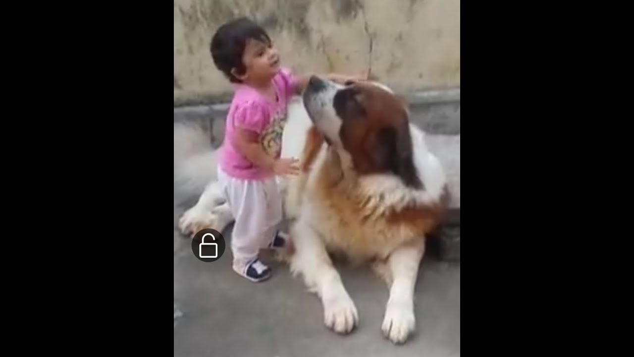 Do Saint Bernard attack kids ? | By Baadal Bhandaari Pathankot ...