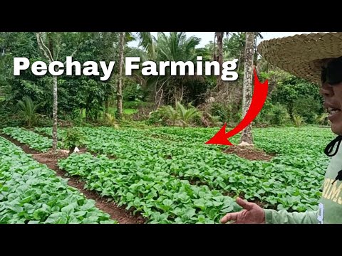 Paano Kumita Sa Pechay Farming - YouTube