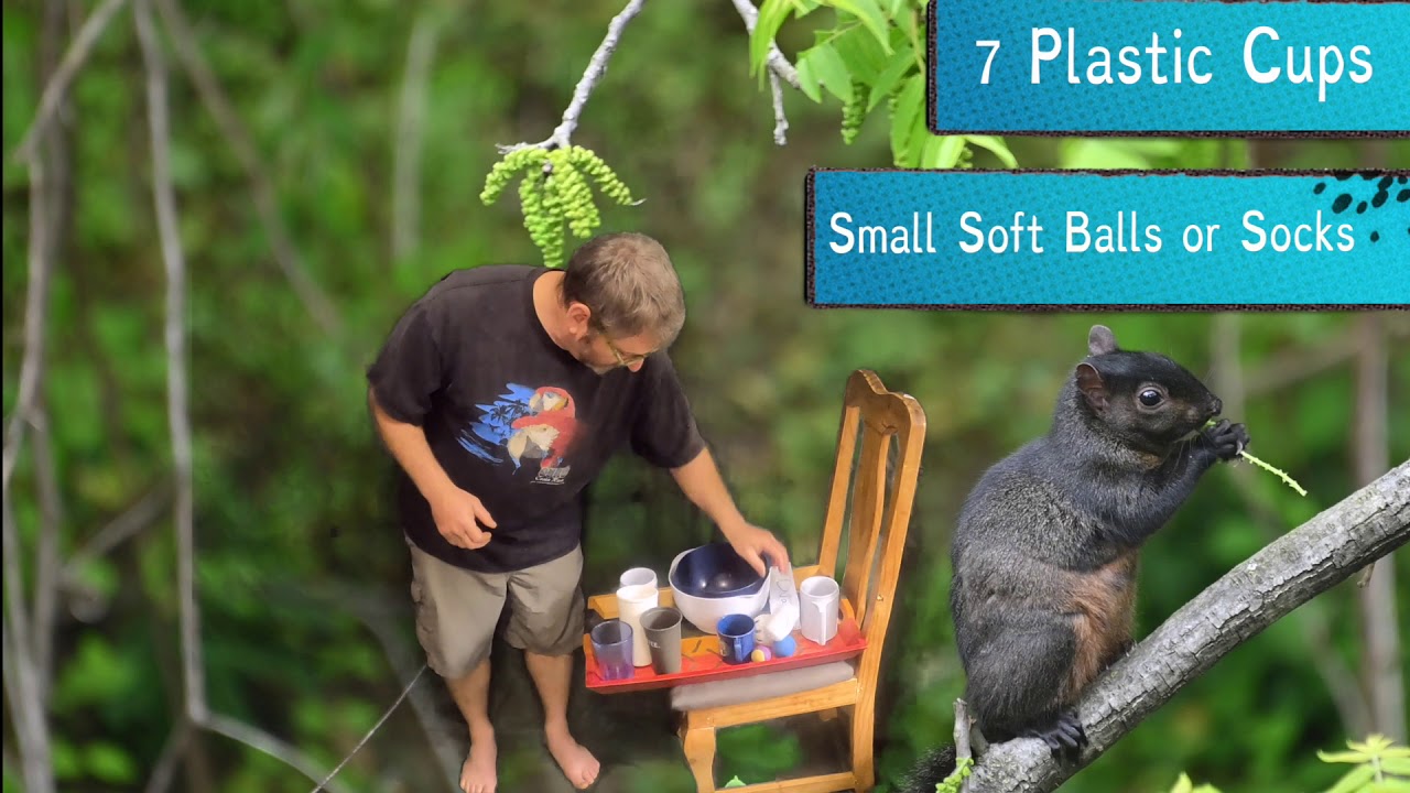 3_890 Pollination Methods Game Introduction - YouTube