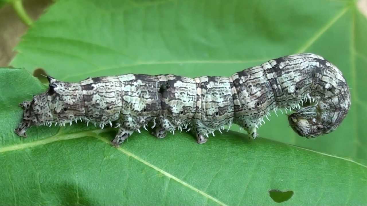 Underwing Moth Caterpillar (Erebidae: Catocala) Close-up - YouTube
