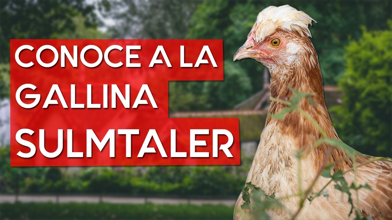 Gallina Sulmtaler 🐔 La raza de gallina con el copete bien peinado - YouTube
