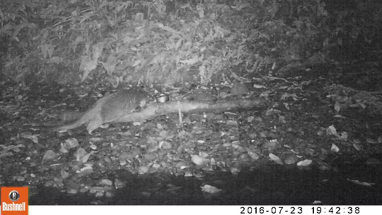 Lobito de río (Lontra longicaudis) en las yungas de Tucumán - YouTube