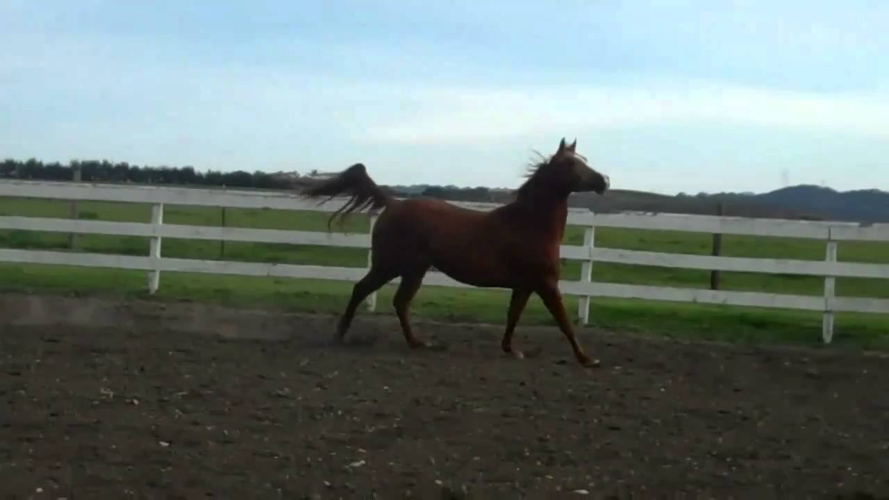 GG Little Red Rodeo - YouTube