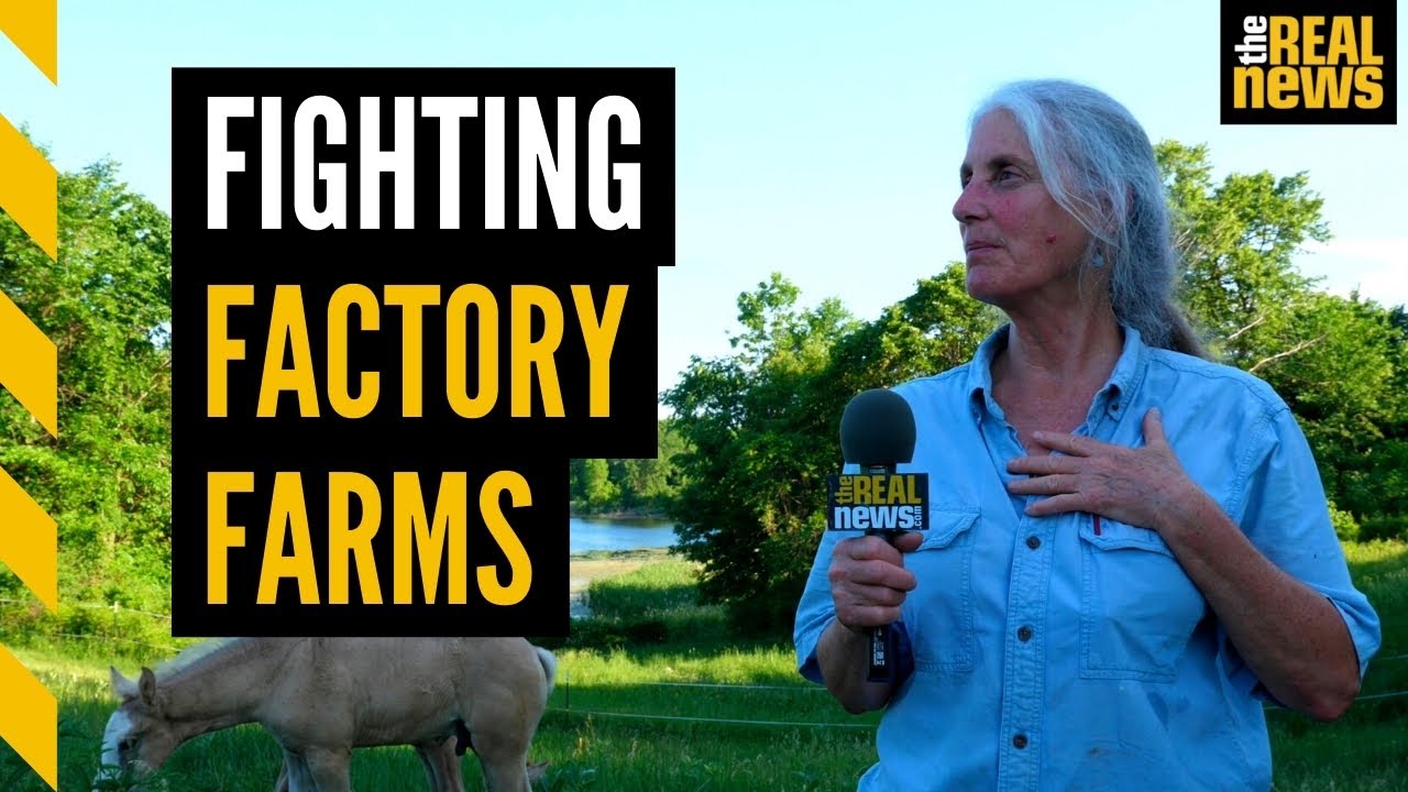 Factory farms pose an 'existential threat' for rural Wisconsin communities