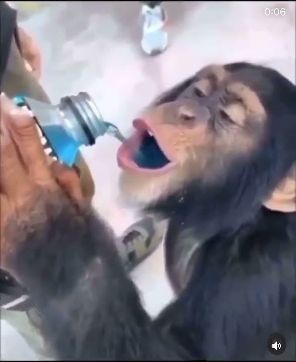 Monke Drinking Powerade - YouTube