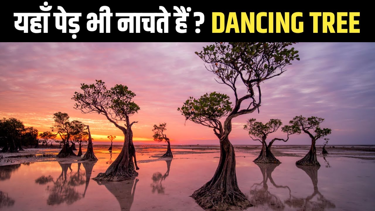 यहाँ पर पेड़ नाचते है 😲 Dancing Trees in Sumba Island | Dancing Tree ...