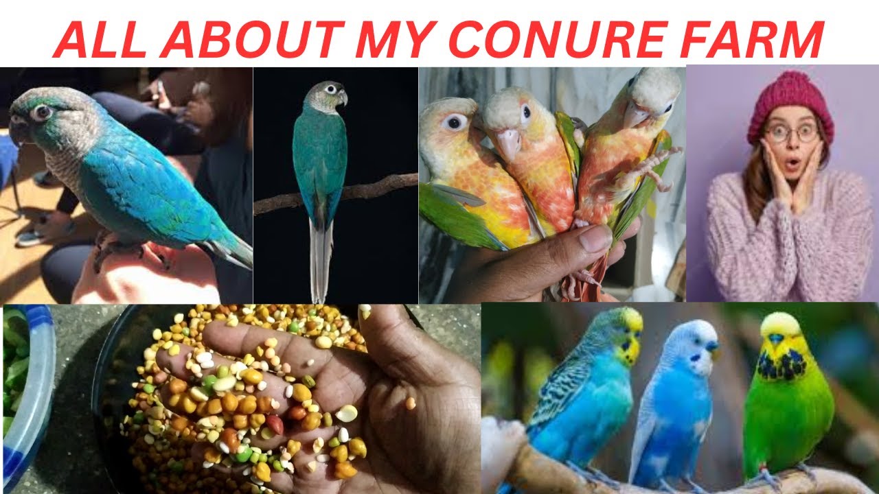 ALL ABOUT MY CONURE FARM😍😍// conure farm updates // conure breeder ...