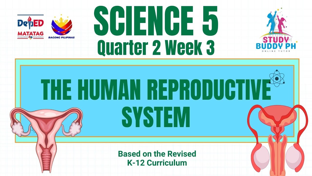 Science 5 Quarter 2 Week 3 The Human Reproductive System - YouTube
