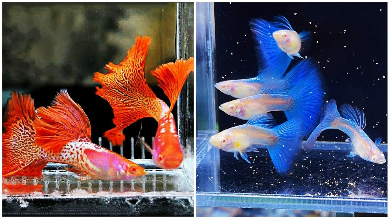 Top 20 Types of Beautiful Albino Guppies 😲🧐 / Beautiful Guppy Fish in ...