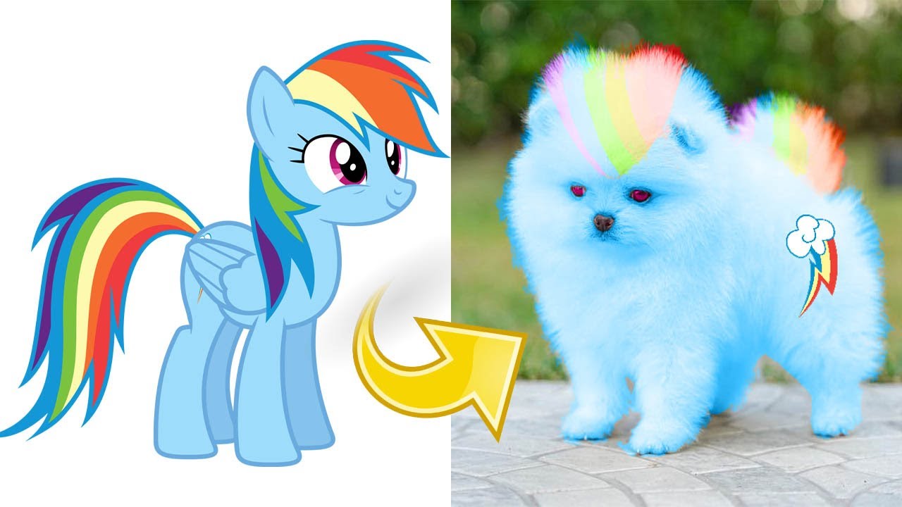 Rainbow Dash Dog