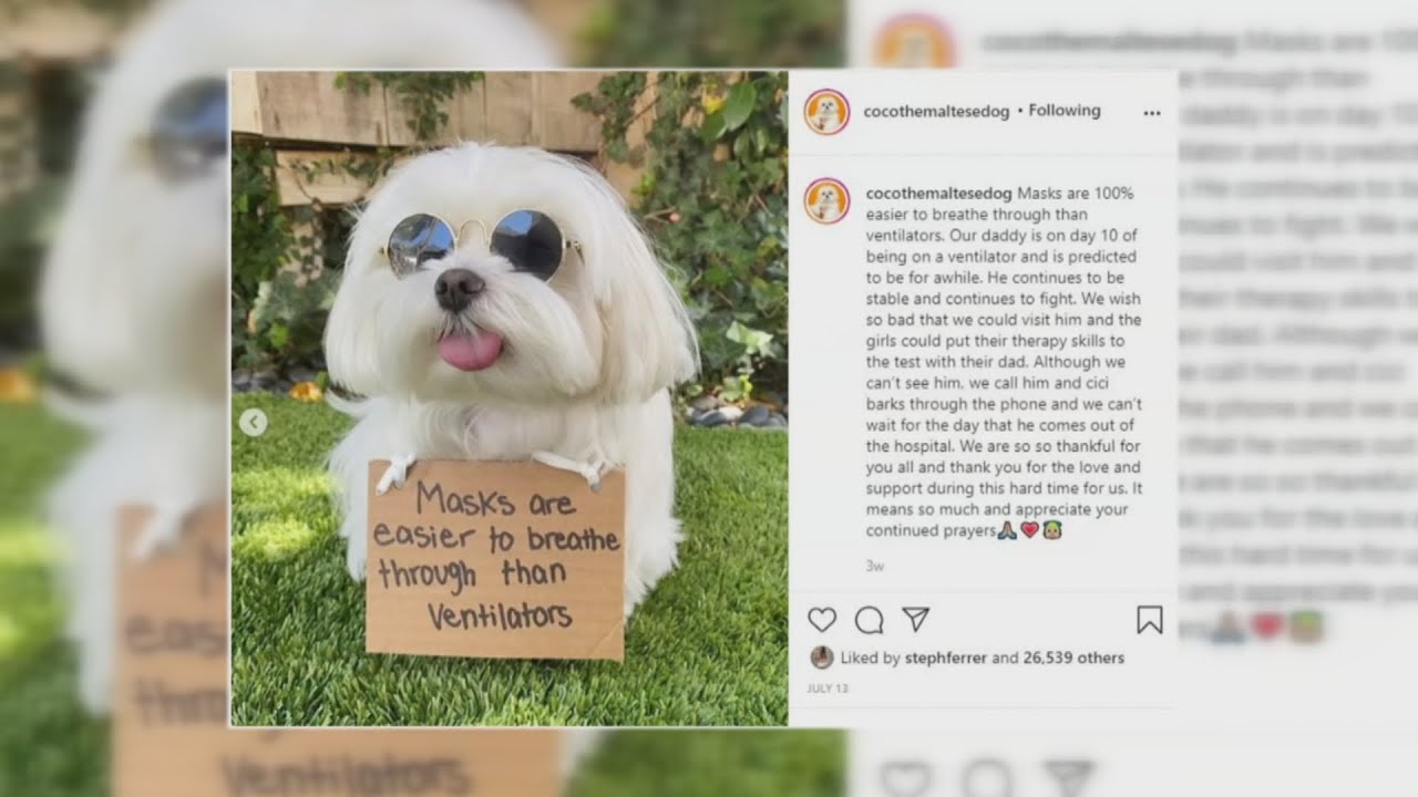 Coco The Maltese gives updates on owner's COVID-19 condition - YouTube