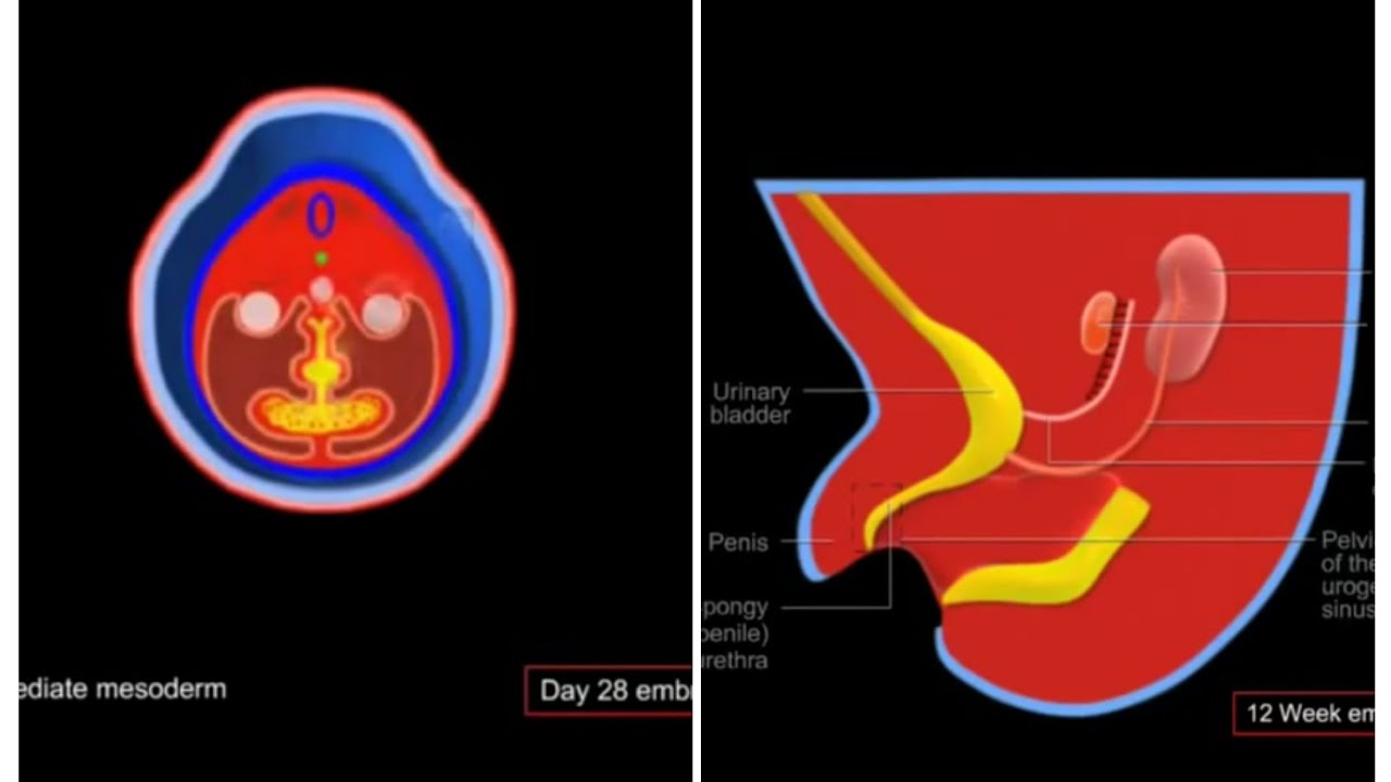 Formation of the urinary System , #embryology - YouTube