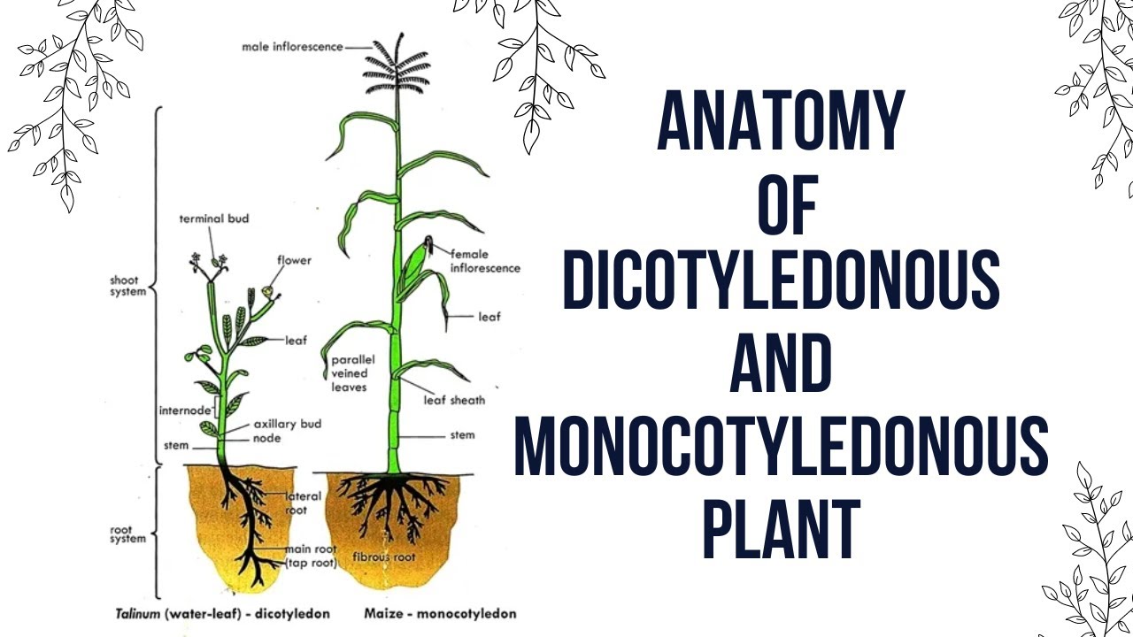 Anatomy Of A Dicot Plant Anatomy Of Monocot And Dicot Roots | PDF