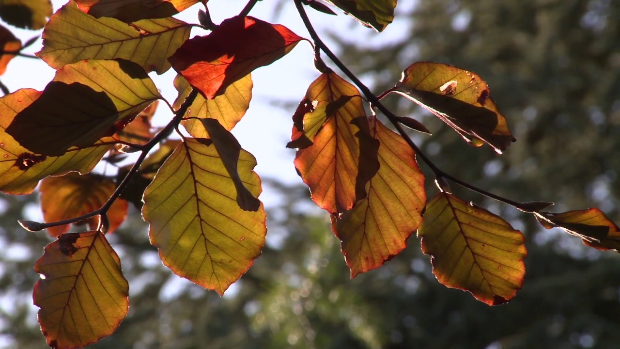 THE SAD FLOWERS: The Autumn Of Life - YouTube