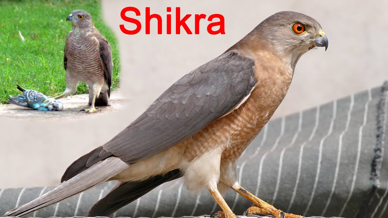 Amazing Indian Bird - Shikra | Wildlife Today - YouTube