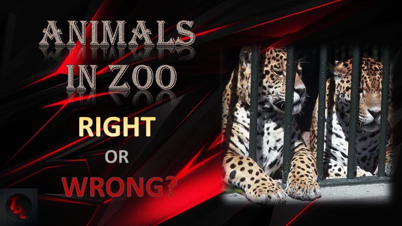 Is it right to keep animals in Zoo? | Debate-4 | The Debate Club - YouTube