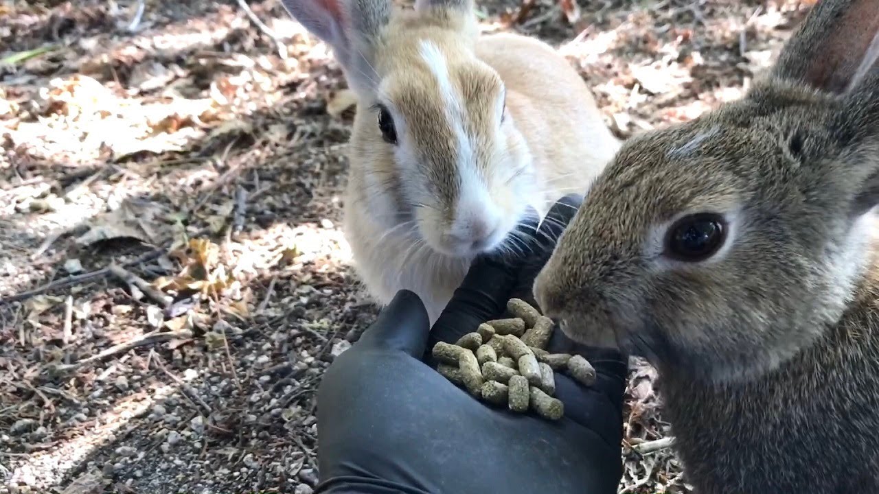 The rabbits who like people are eating food from my hand. - YouTube
