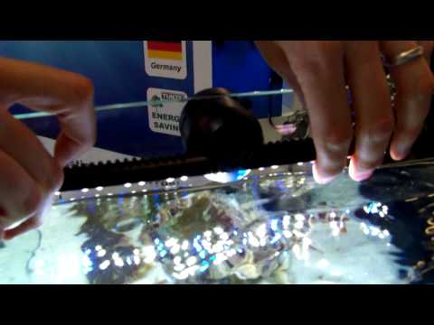 Preview: TUNZE® LED, at Interzoo 2012