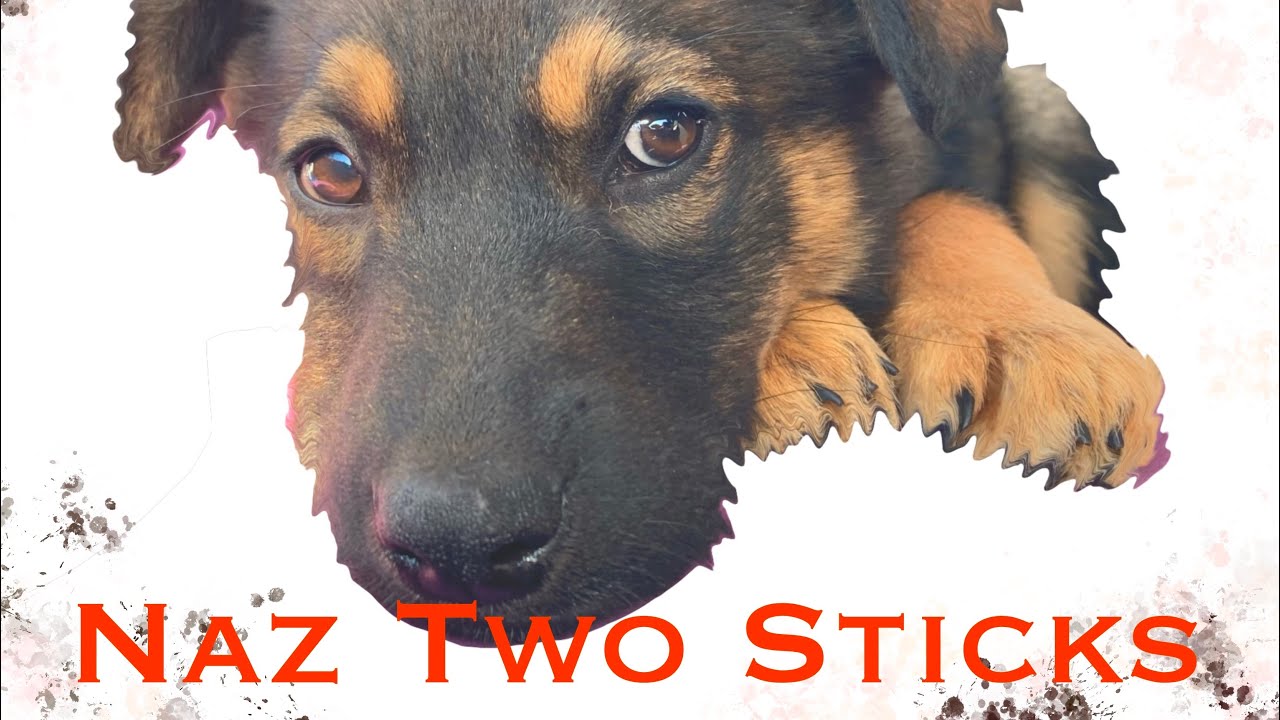Nazareth the Puppy Dawg | Naz Two Sticks - YouTube