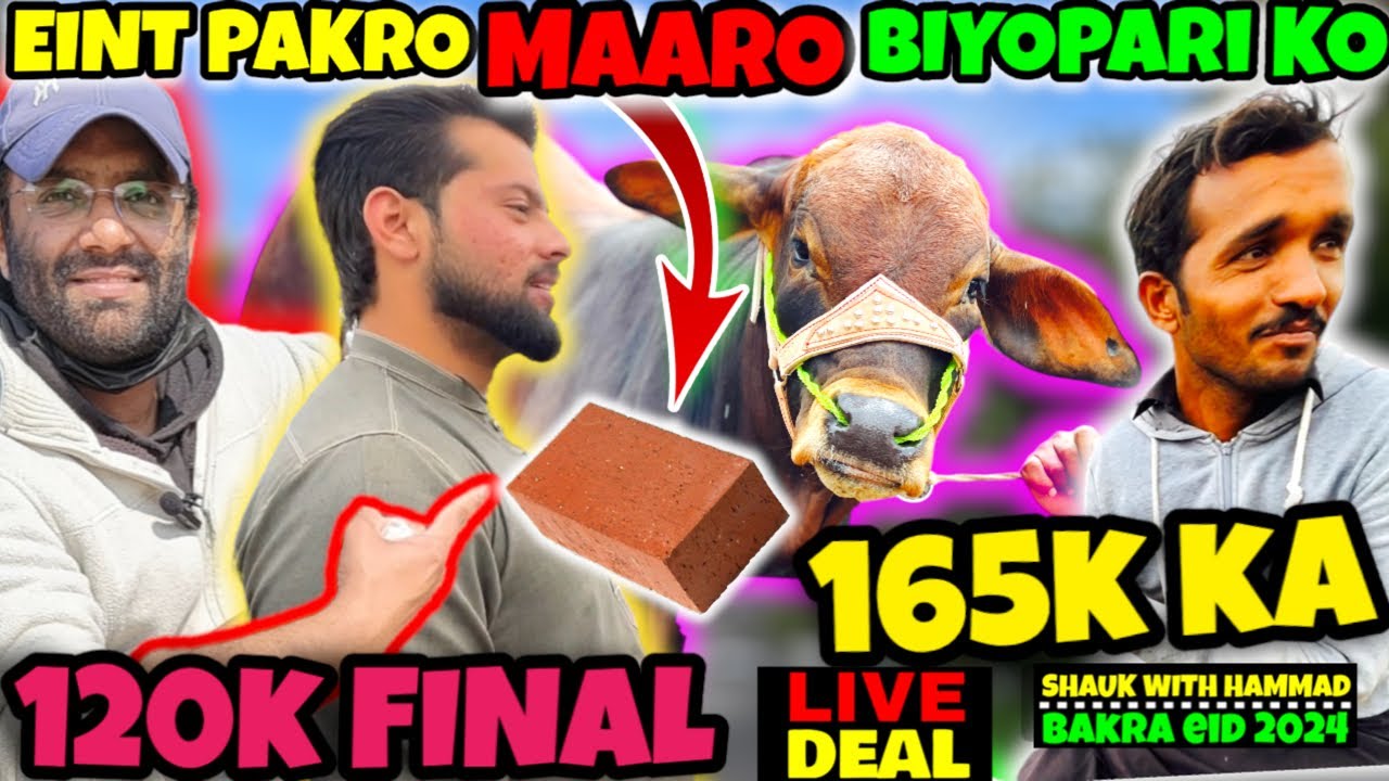 120k FINAL🔥EINT PAKRO MAARO BIYOPARI KO🔥Cow Mandi 2024 ️‍🔥SHAUK WITH ...