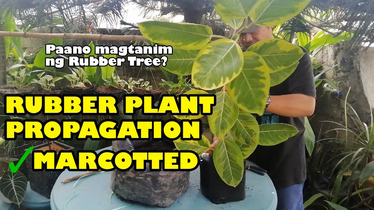 HOW TO PROPAGATE RUBBER PLANT (MARCOTTED) | Paano Magtanim ng Rubber ...