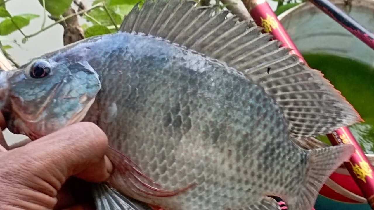 Poin pak #fishing #mancing - YouTube