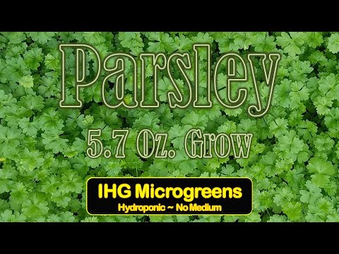 How to Grow IHG Parsley Microgreens - YouTube