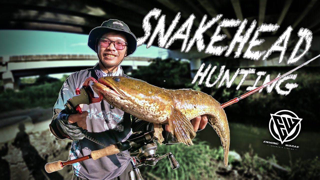 TAIWAN EMNG SURGANYA UNTUK PEMANCING GABUS 😍😍 SNAKEHEAD FISHING | mancing casting ikan gabus ...