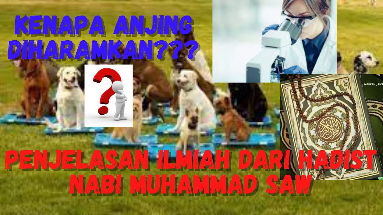 KENAPA ANJING HARAM?? HAKEKAT PENCIPTAAN ANJING Penjelasan Hadist Nabi ...