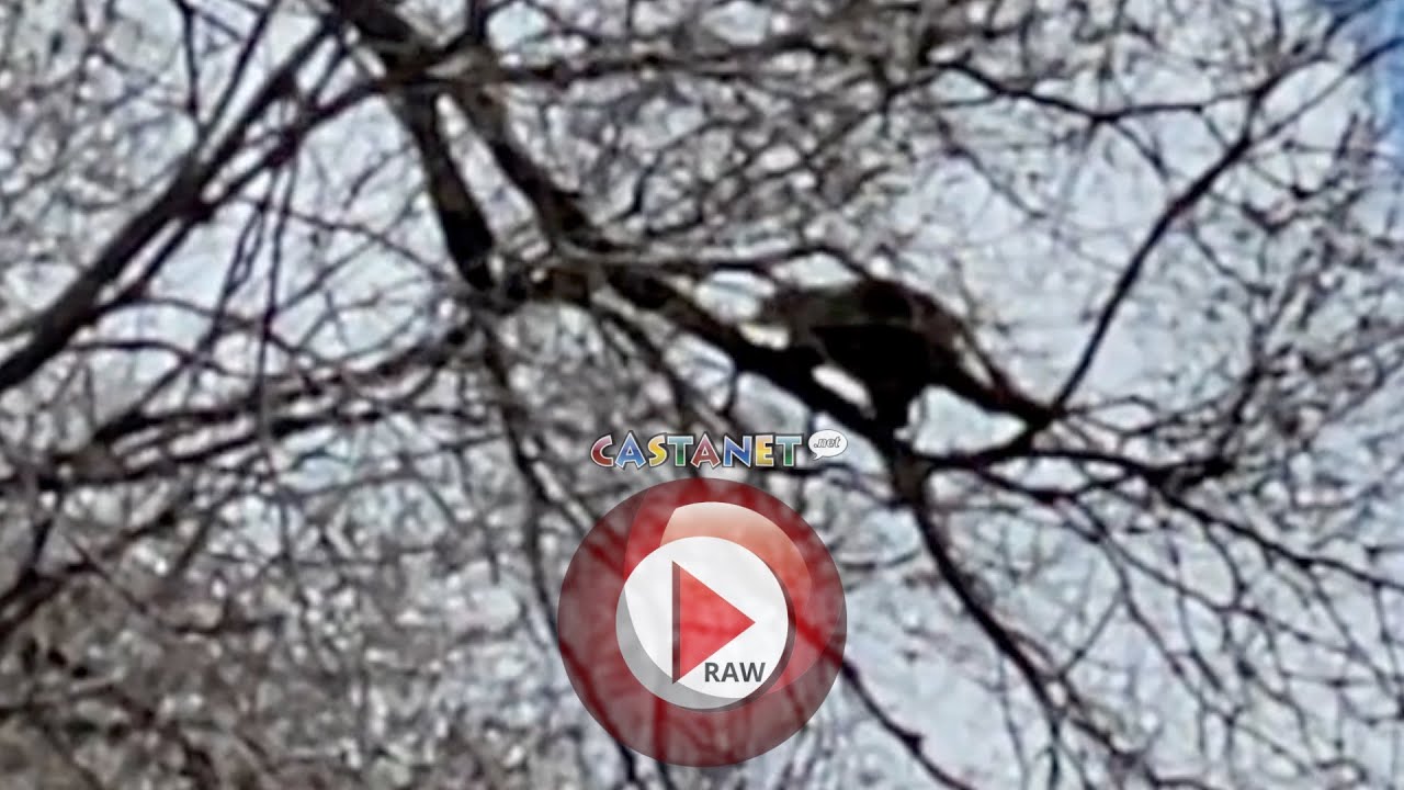 Flying raccoon in Kelowna - YouTube