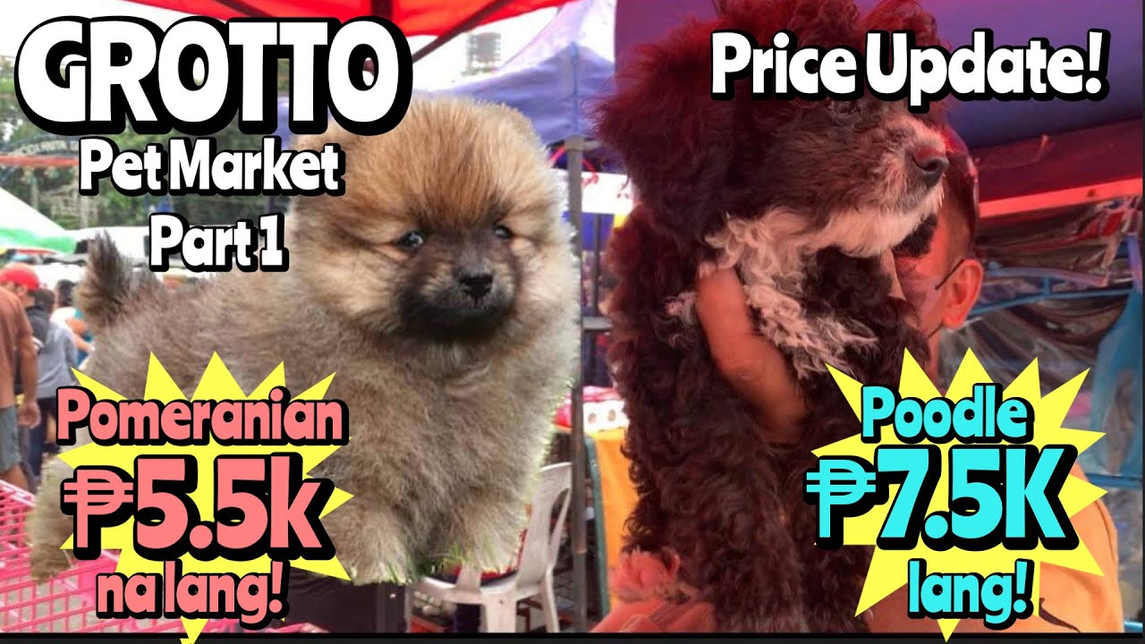 Grotto Pet Market Part 1 | January 08, 2023 | San Jose Del Monte ...
