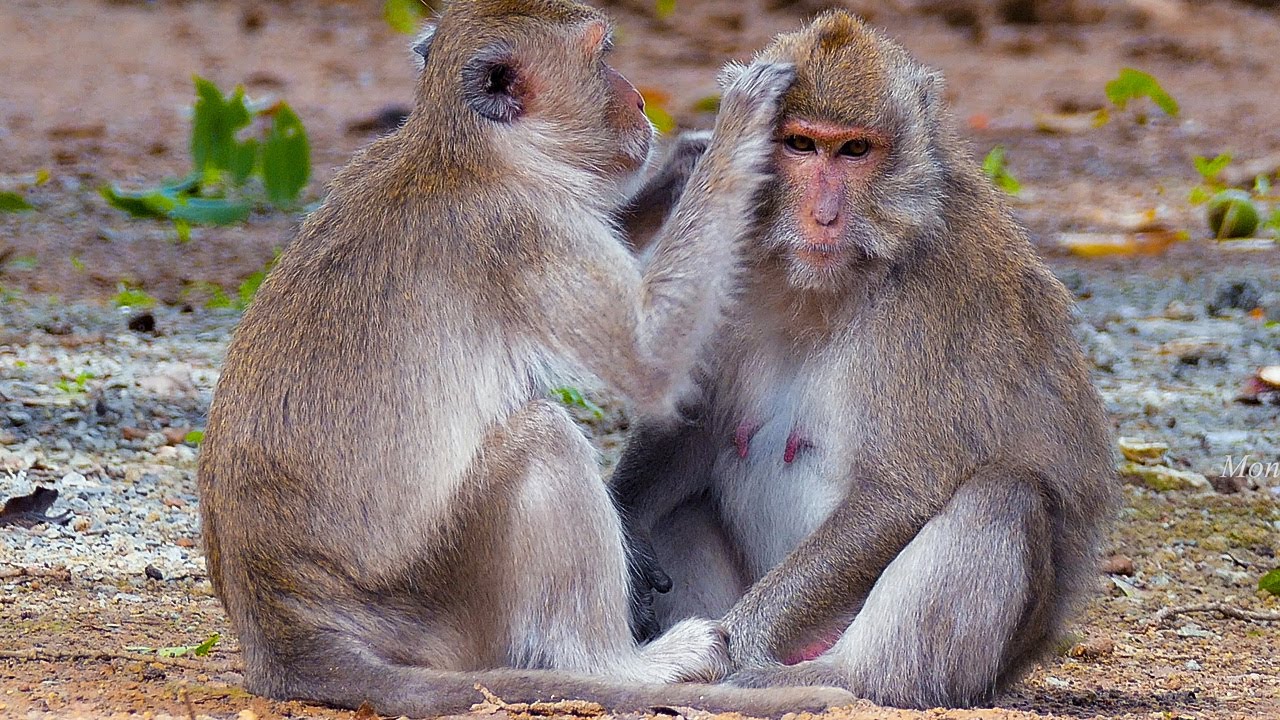 4K Quality Monkey Scenes | Real Life Monkey Beautiful Footage Ep 91 ...