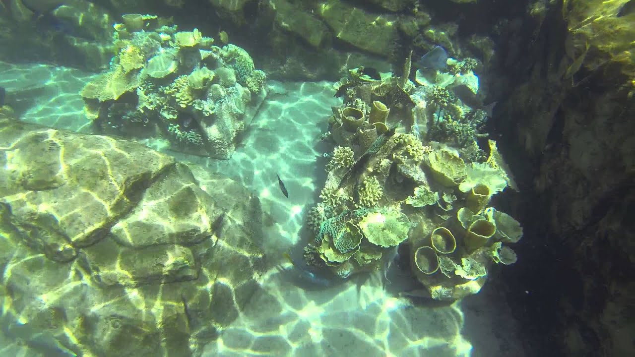 Discovery Cove Grand Reef 1080p - YouTube