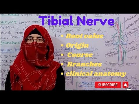 Tibial nerve | Root | Course | Branches | clinical | lower limb anatomy ...