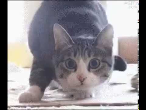 Cat wiggle animated GIF - YouTube