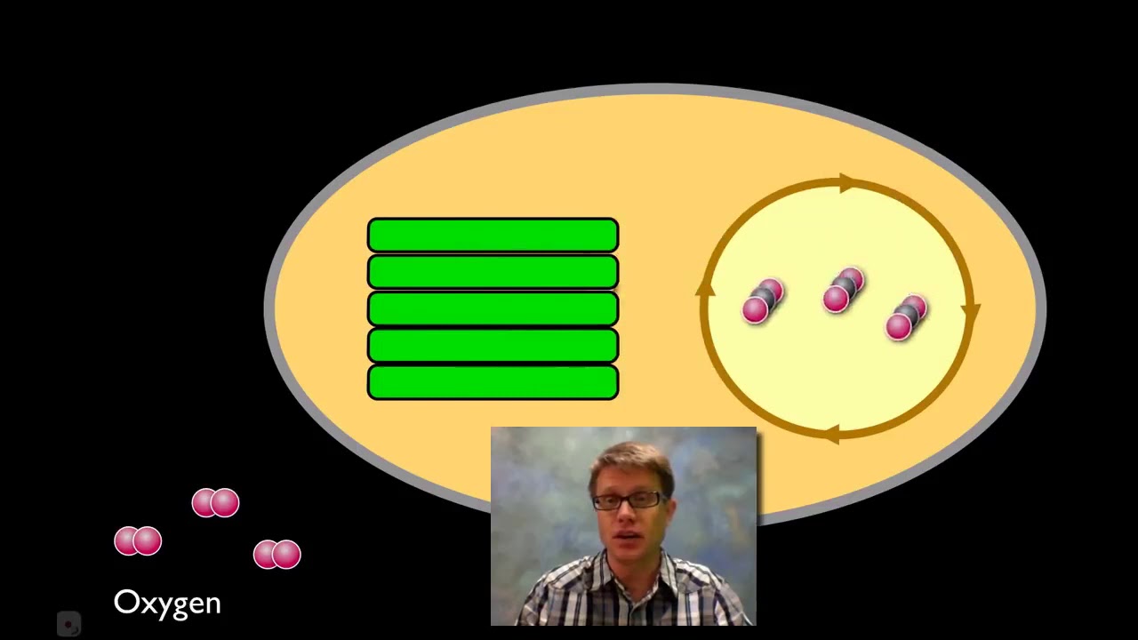 Photosynthesis - YouTube