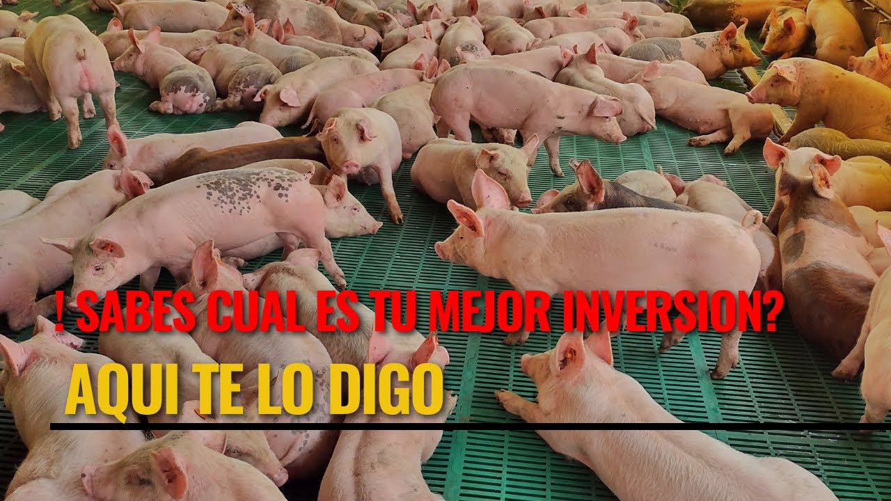 Manejo de Lechones - YouTube