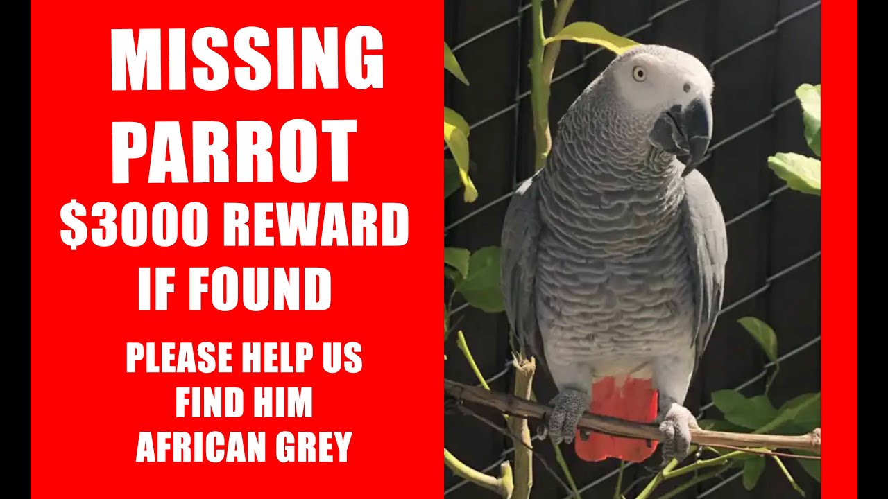 LOST AFRICAN GREY PARROT! - YouTube