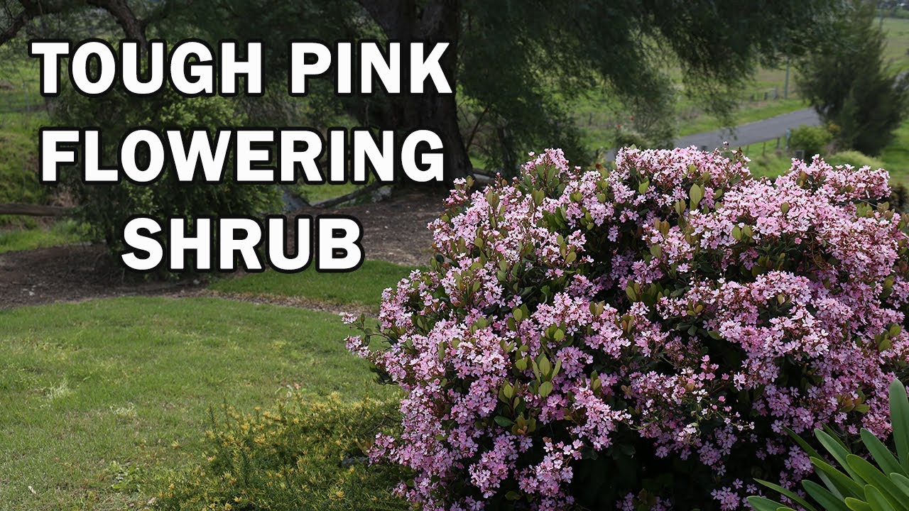 COSMIC PINK™ Raphiolepis is a compact tough shrub with pink flowers ...