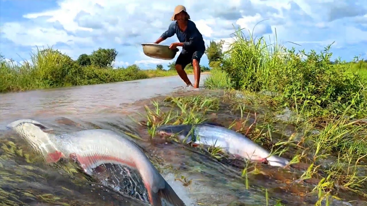 Best hand fishing - catching a lot of fish on the road in the flood ...