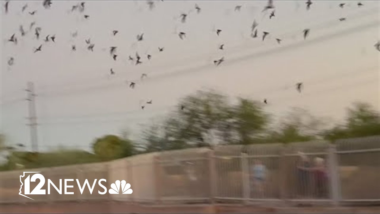 Check out the Phoenix bat cave - YouTube