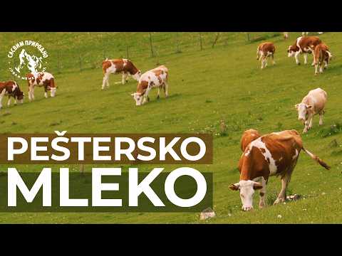 KAKO SE PRAVI: Sveže Peštersko Mleko