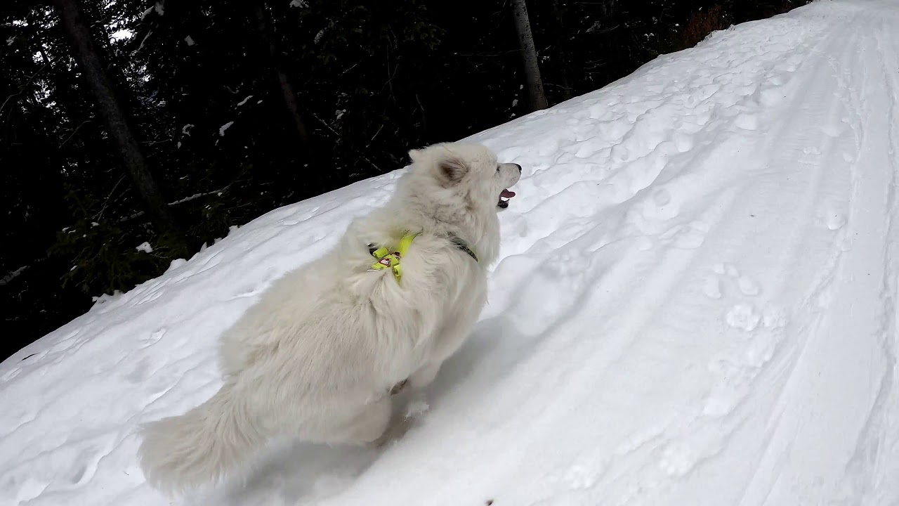 Samoyed Fall Snowboard - YouTube