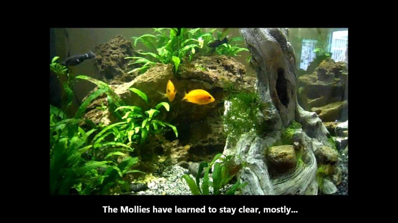 Orange Chromide Pair - YouTube