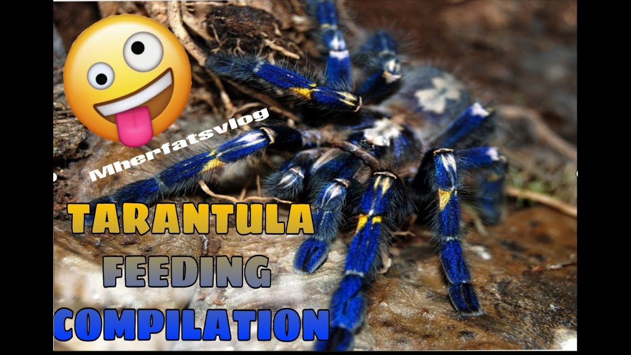 TARANTULA FEEDING COMPILATION 2020( THE BEST MOMENT ) - YouTube