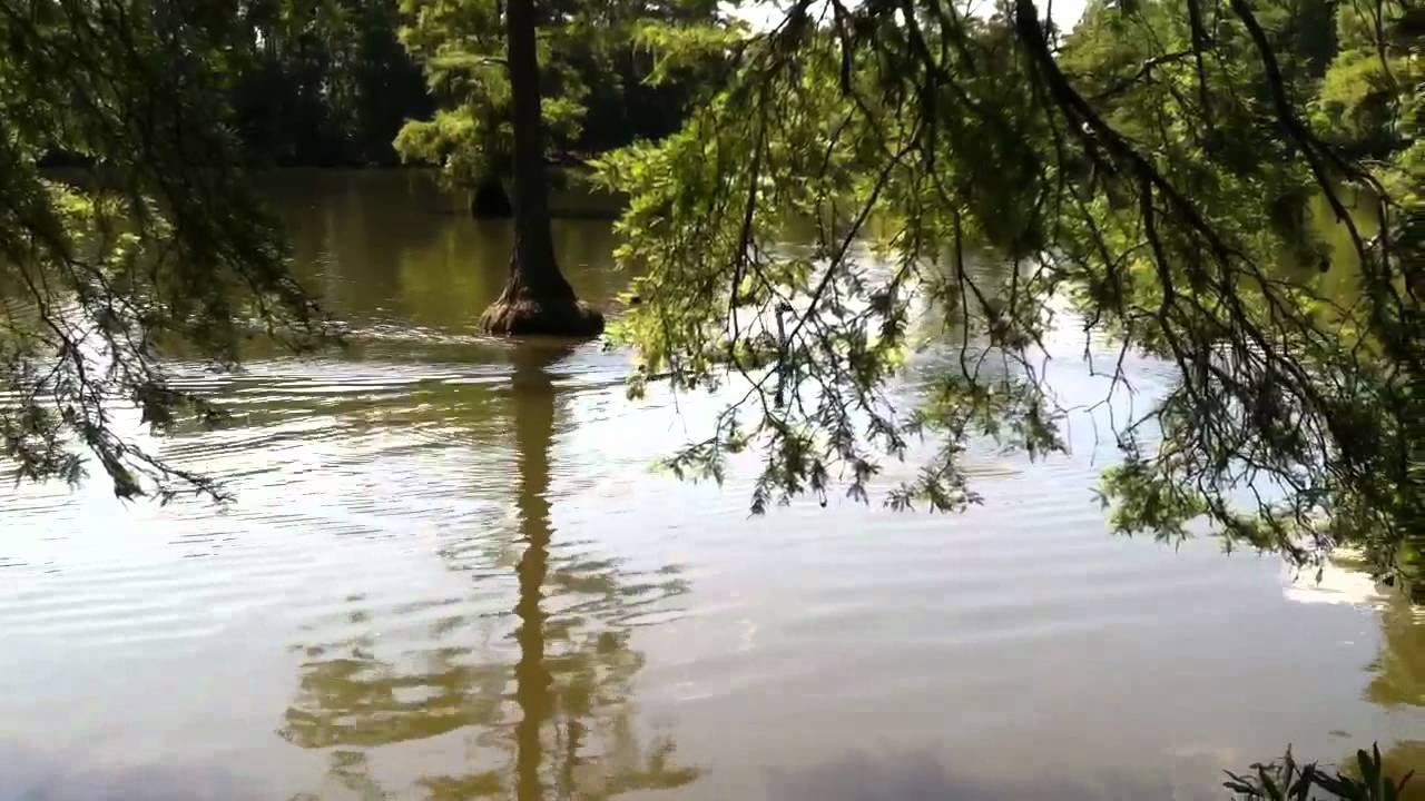 Swans honking - YouTube