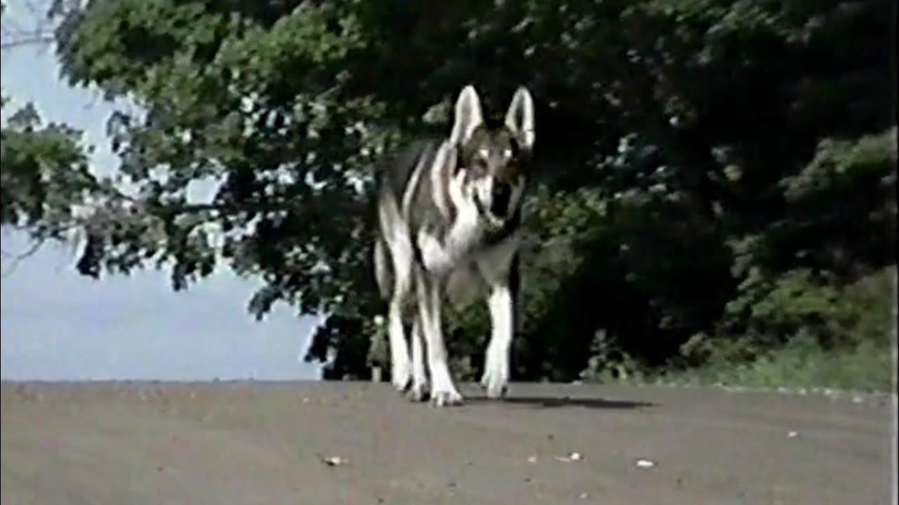 THE LITTLEST HOBO Theme Song HQ "Maybe Tomorrow" (Ending Credits) - YouTube