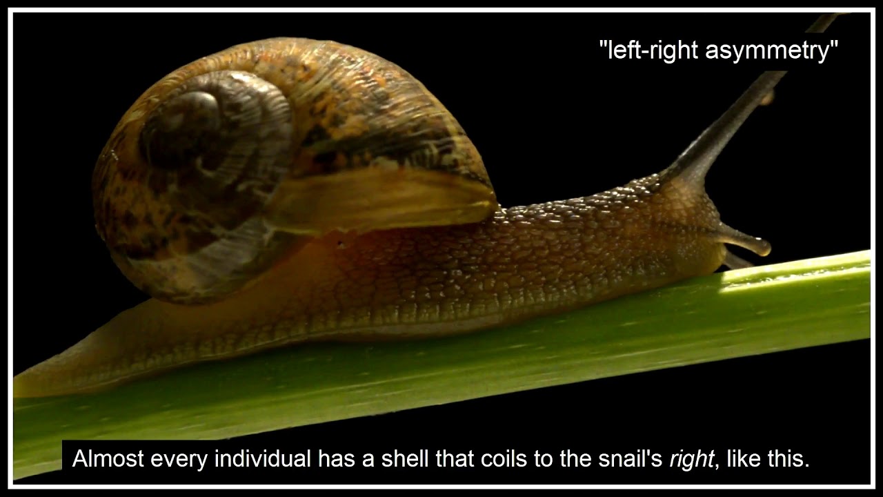 Jeremy the Lefty Snail and Other Asymmetrical Animals - YouTube